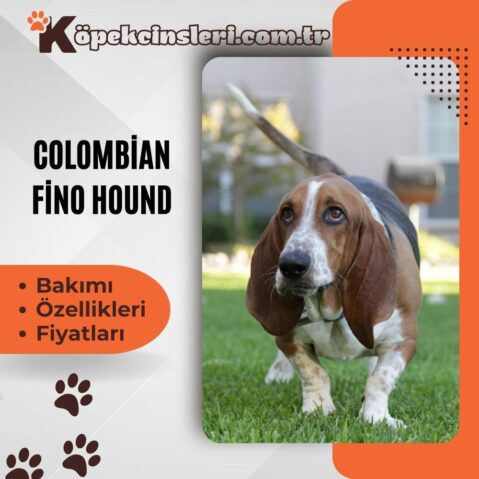 Colombian Fino Hound Özellikleri, Bakımı ve Fiyatları