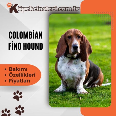 Colombian Fino Hound Özellikleri, Bakımı ve Fiyatları