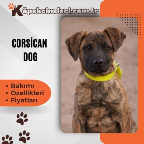 Corsican Dog Özellikleri, Bakımı ve Fiyatları
