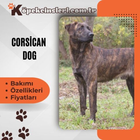 Corsican Dog Özellikleri, Bakımı ve Fiyatları