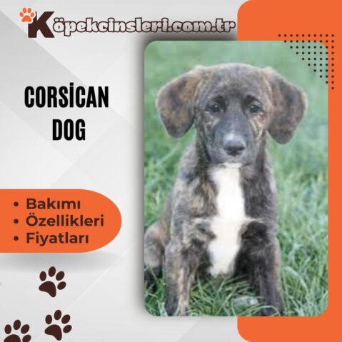 Corsican Dog Özellikleri, Bakımı ve Fiyatları