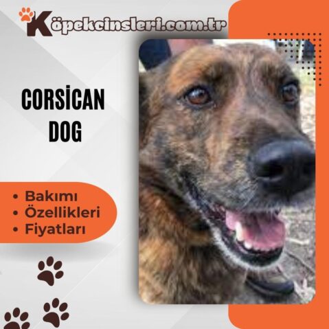 Corsican Dog Özellikleri, Bakımı ve Fiyatları