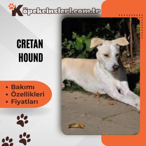 Cretan Hound Özellikleri, Bakımı ve Fiyatları