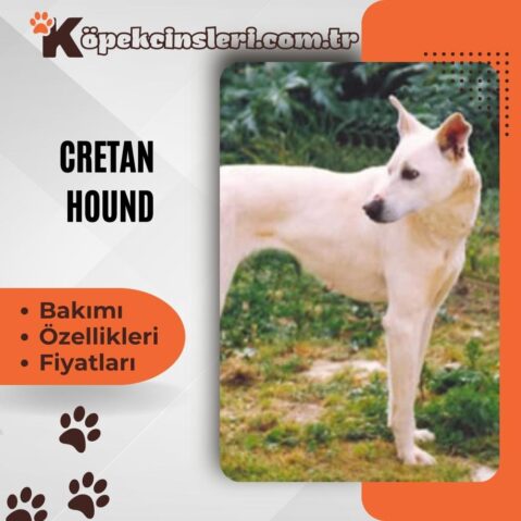 Cretan Hound Özellikleri, Bakımı ve Fiyatları