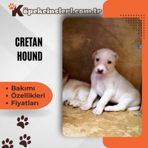 Cretan Hound Özellikleri, Bakımı ve Fiyatları