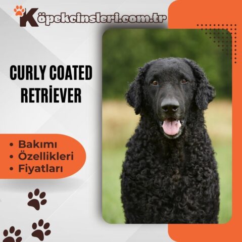 Curly-Coated Retriever Özellikleri, Bakımı ve Fiyatları