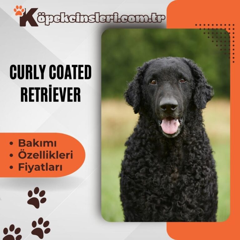Curly-Coated Retriever Özellikleri, Bakımı ve Fiyatları