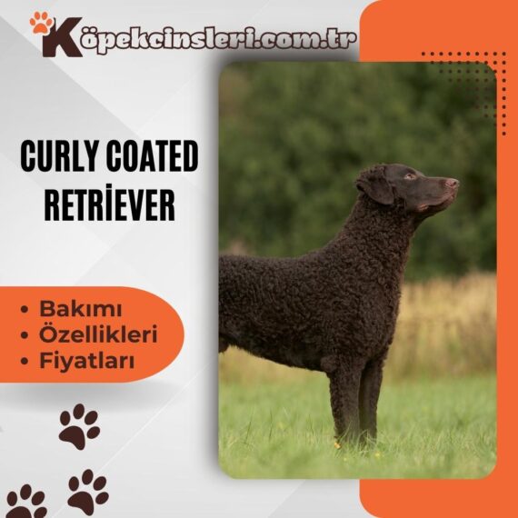 Curly-Coated Retriever Özellikleri, Bakımı ve Fiyatları