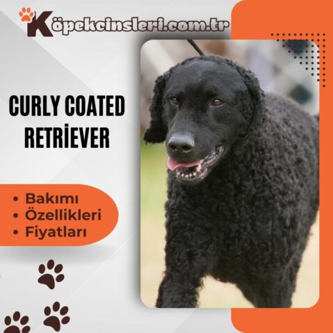Curly-Coated Retriever Özellikleri, Bakımı ve Fiyatları