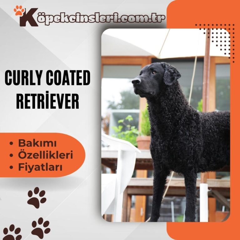 Curly-Coated Retriever Özellikleri, Bakımı ve Fiyatları