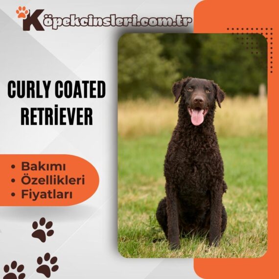 Curly-Coated Retriever Özellikleri, Bakımı ve Fiyatları