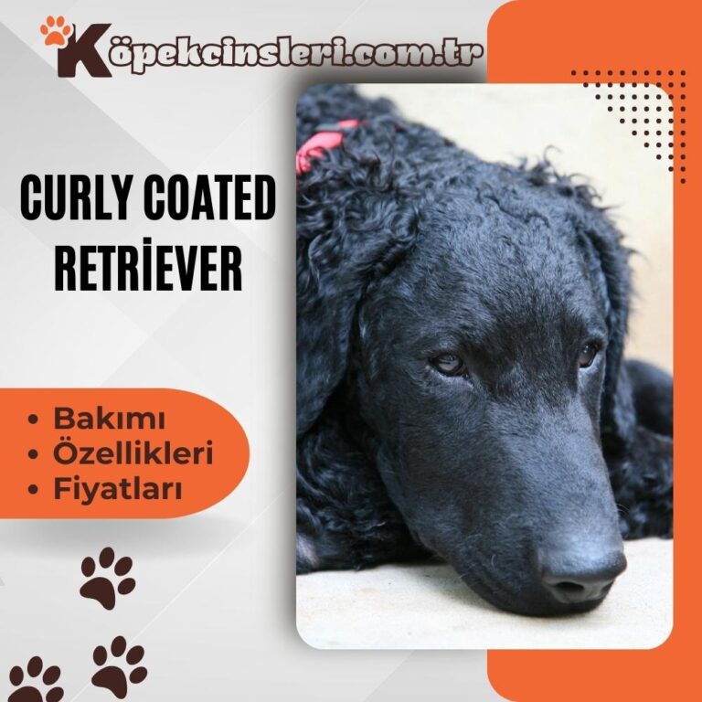 Curly-Coated Retriever Özellikleri, Bakımı ve Fiyatları