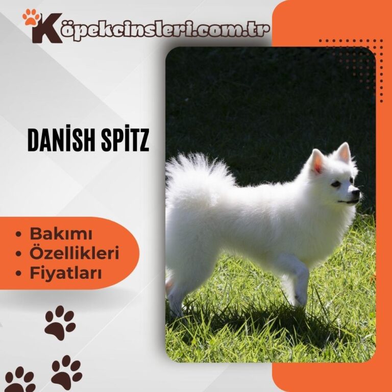 Danish Spitz Özellikleri, Bakımı ve Fiyatları