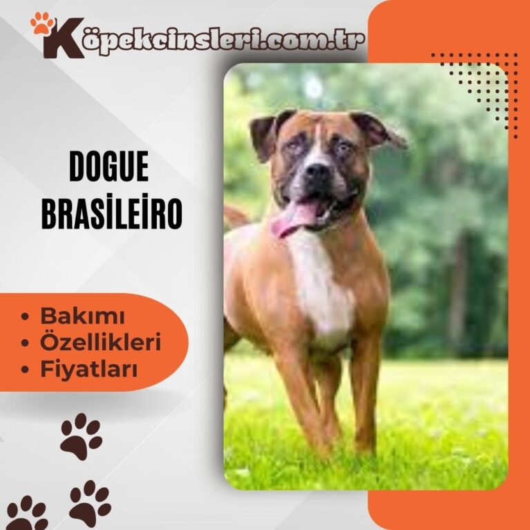 Dogue Brasileiro Özellikleri, Bakımı ve Fiyatları