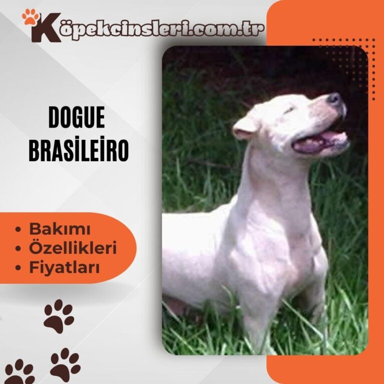 Dogue Brasileiro Özellikleri, Bakımı ve Fiyatları