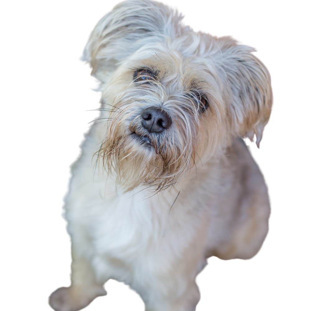 Menşei (Anavatanı) Hollanda Olan Köpekler - Köpek Cinsleri | Köpek ...
