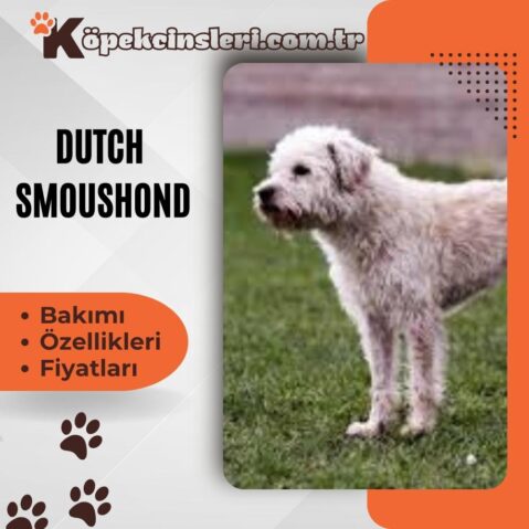 Dutch Smoushond Özellikleri, Bakımı ve Fiyatları