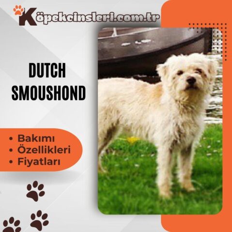 Dutch Smoushond Özellikleri, Bakımı ve Fiyatları