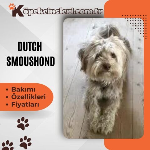 Dutch Smoushond Özellikleri, Bakımı ve Fiyatları