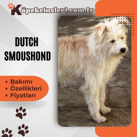 Dutch Smoushond Özellikleri, Bakımı ve Fiyatları