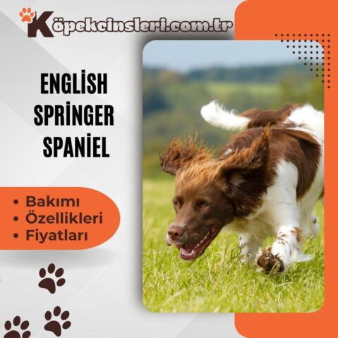 English Springer Spaniel Özellikleri, Bakımı ve Fiyatları
