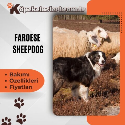 Faroe Çoban Köpeği Özellikleri, Bakımı ve Fiyatları