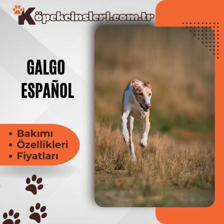 Galgo Español Özellikleri, Bakımı ve Fiyatları