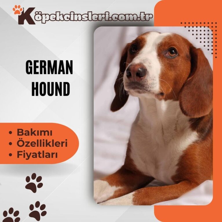German Hound Özellikleri, Bakımı ve Fiyatları