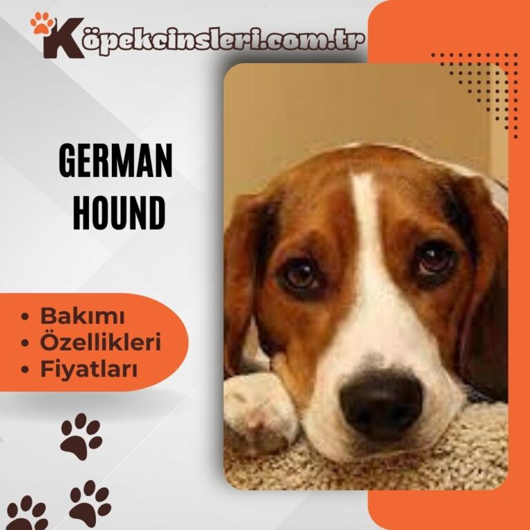 German Hound Özellikleri, Bakımı ve Fiyatları