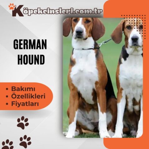 German Hound Özellikleri, Bakımı ve Fiyatları