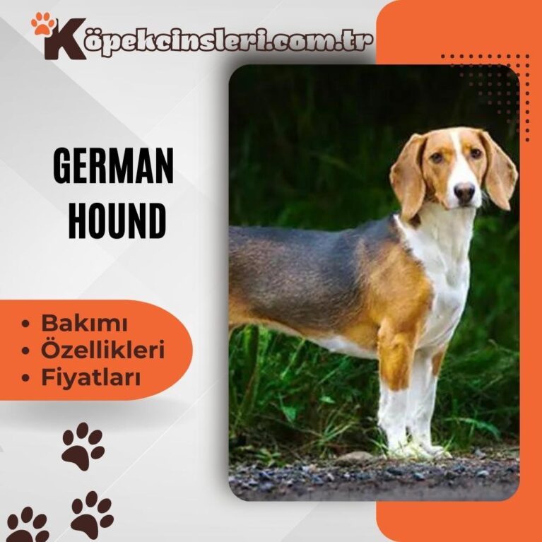 German Hound Özellikleri, Bakımı ve Fiyatları