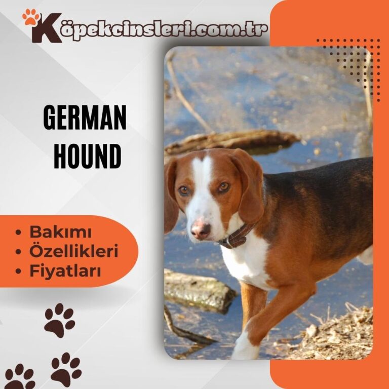 German Hound Özellikleri, Bakımı ve Fiyatları