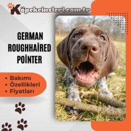 German Roughhaired Pointer Özellikleri, Bakımı ve Fiyatları