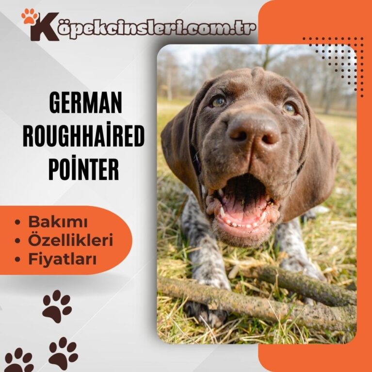 German Roughhaired Pointer Özellikleri, Bakımı ve Fiyatları