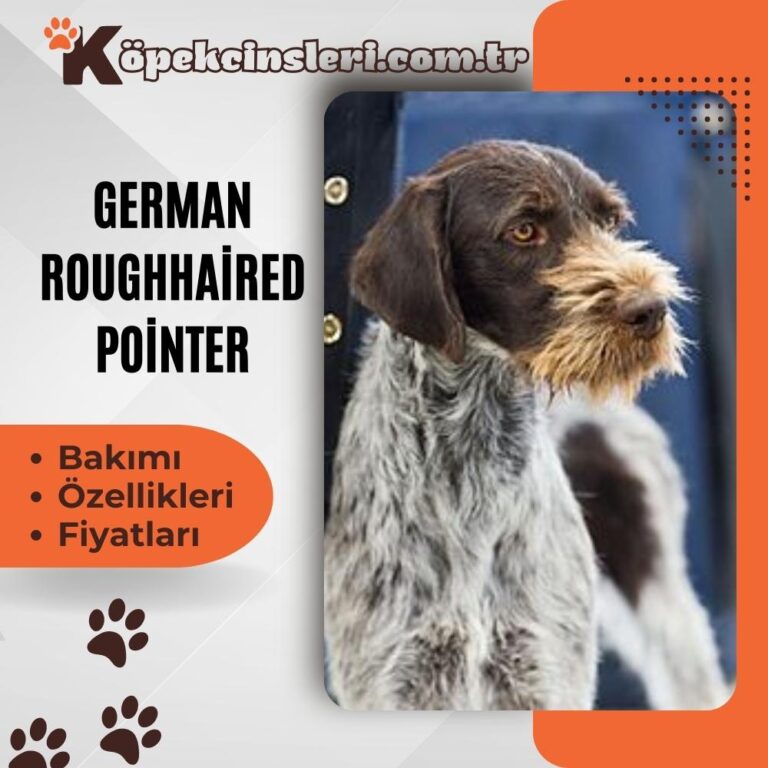 German Roughhaired Pointer Özellikleri, Bakımı ve Fiyatları