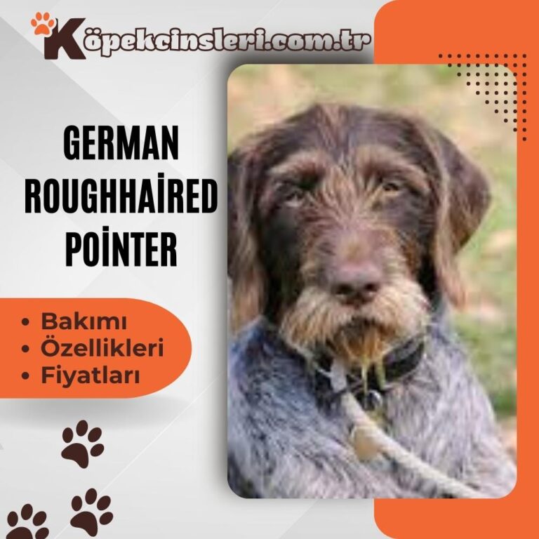 German Roughhaired Pointer Özellikleri, Bakımı ve Fiyatları