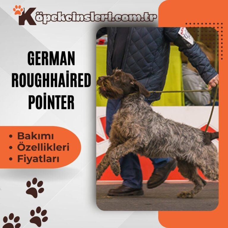 German Roughhaired Pointer Özellikleri, Bakımı ve Fiyatları
