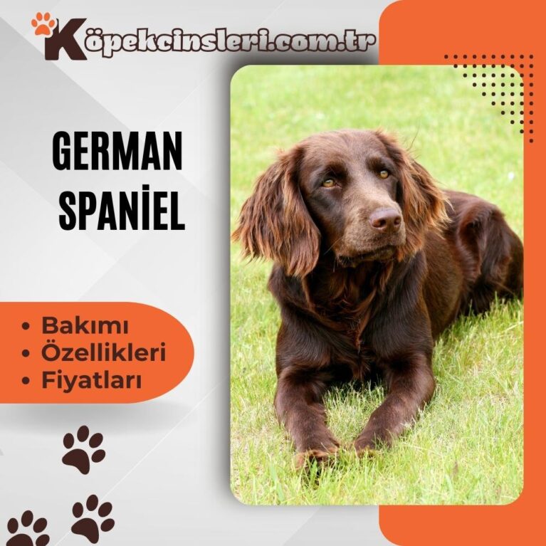 German Spaniel Özellikleri, Bakımı ve Fiyatları