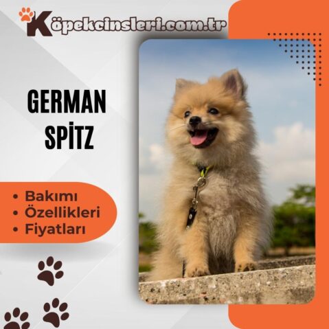 German Spitz Özellikleri, Bakımı ve Fiyatları