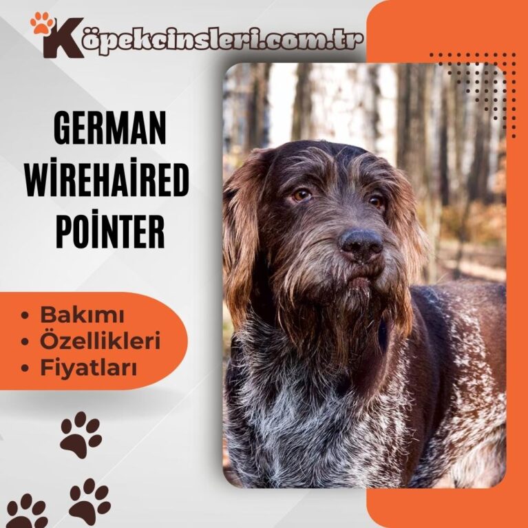 German Wirehaired Pointer Özellikleri, Bakımı ve Fiyatları