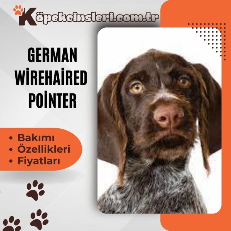 German Wirehaired Pointer Özellikleri, Bakımı ve Fiyatları