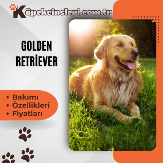 Golden Retriever Özellikleri, Bakımı ve Fiyatları