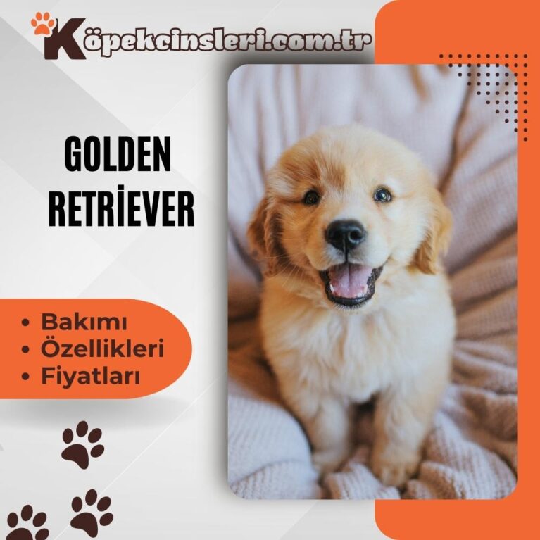 Golden Retriever Özellikleri, Bakımı ve Fiyatları