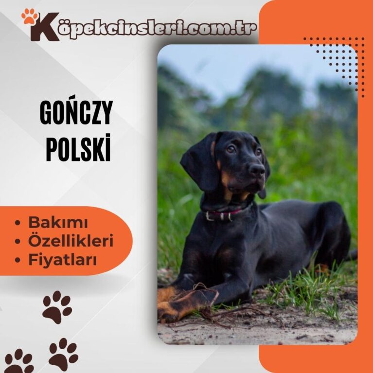 Gonczy Polski Özellikleri, Bakımı ve Fiyatları