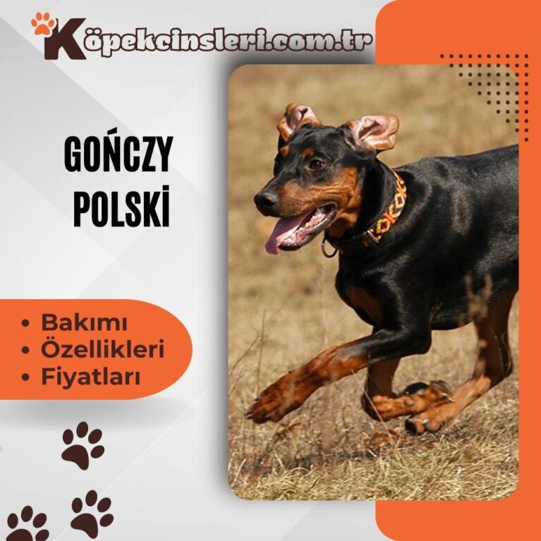 Gonczy Polski Özellikleri, Bakımı ve Fiyatları