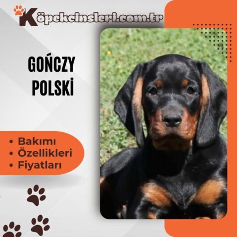 Gonczy Polski Özellikleri, Bakımı ve Fiyatları