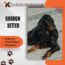 Gordon Setter Özellikleri, Bakımı ve Fiyatları
