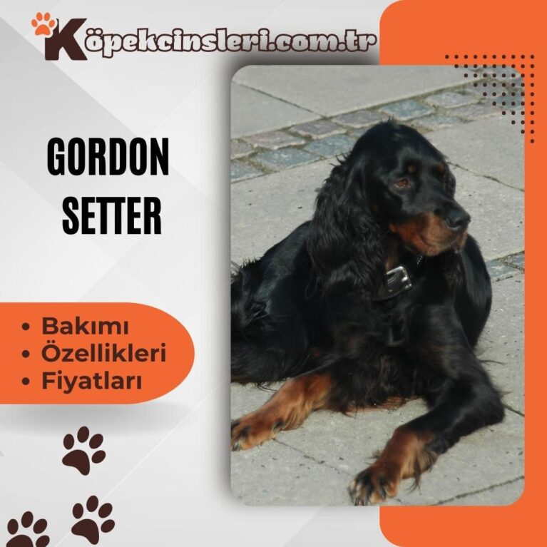Gordon Setter Özellikleri, Bakımı ve Fiyatları