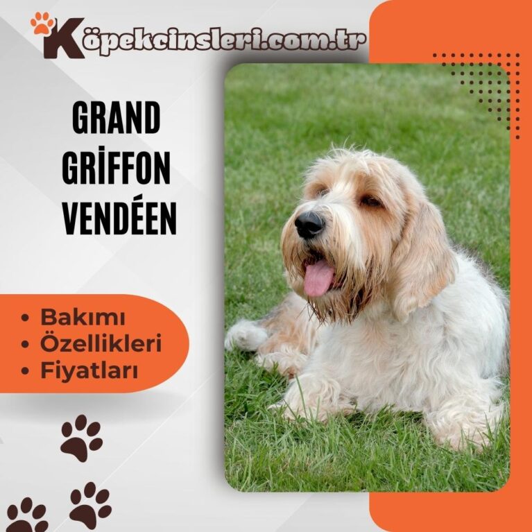 Grand Griffon Vendeen Özellikleri, Bakımı ve Fiyatları