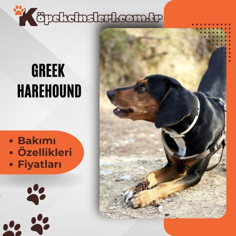 Greek Harehound Özellikleri, Bakımı ve Fiyatları